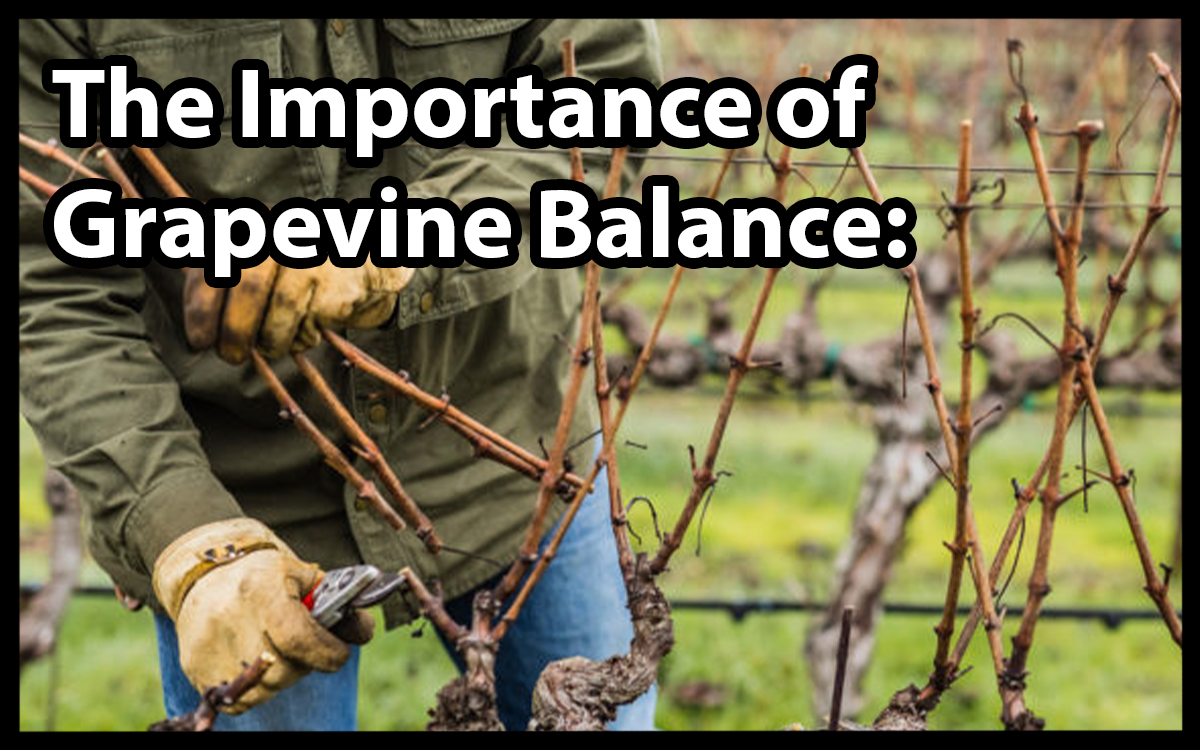 Importance of Grape Vine Balance